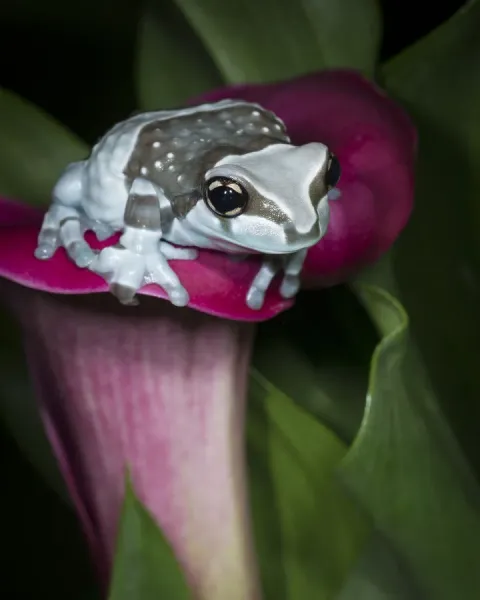 Amazon Tree Frog